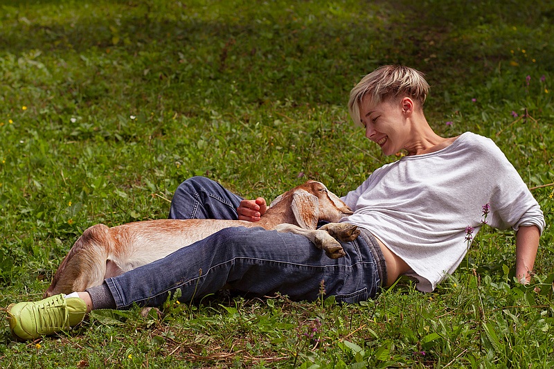 How Do Goats Show Affection to Humans? - Goat Journal